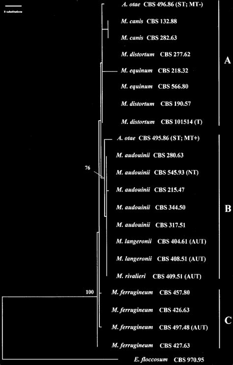 One Of The Two Most Parsimonious Trees Obtained For Its Sequences Of