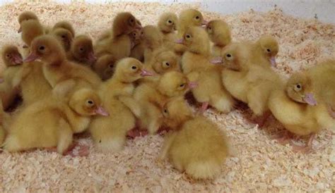 Pure Breed Ducks And Ducklings