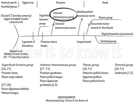 Gross Anatomy Glossary Median Nerve Anterior Interosseous Group