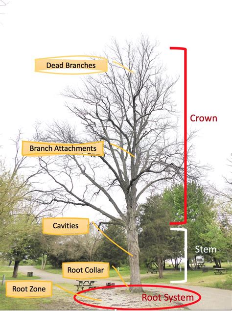 How To Identify Tree Defects And What To Do About It Purdue Extension Forestry Natural