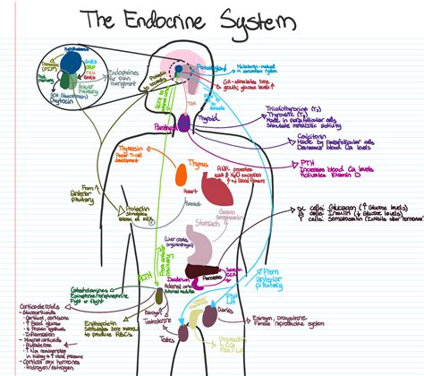 Mcat Endocrine Art Skills Rmcat