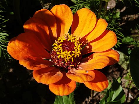 Halb Sonnig Halb Schattig Foto And Bild Natur Blumen Blüten Bilder