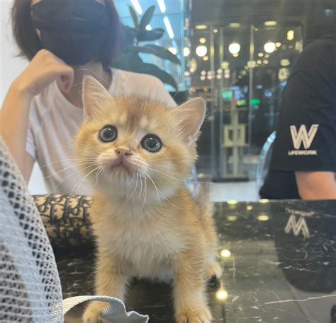 천안고양이분양 골드브리티쉬숏헤어분양후기♥ 분양후기