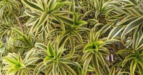 Trees Planet Dracaena Reflexa Pleomele Song Of India