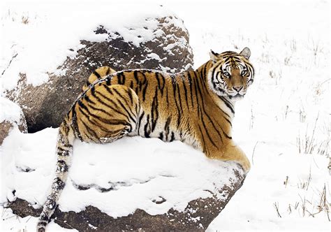 Des tigres réintroduits en Sibérie font des bébés Milan jeunesse Milan Jeunesse