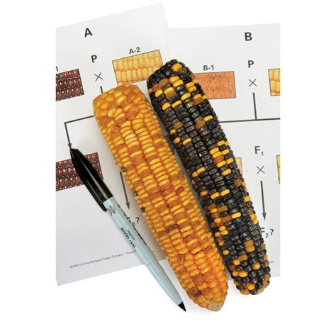 Mendelian Genetics Of Corn Kit Carolina Biological Supply