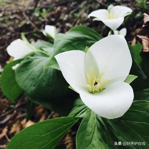 延齡草，花開似百合，頭頂一顆「天珠」，美麗又珍貴 每日頭條