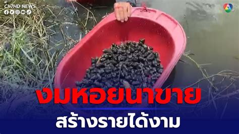 ข่าวชาวบ้านเมืองโคราช งมหอยนาขาย สร้างรายได้งาม