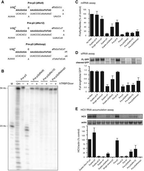 Enhancement Of Hepatitis C Viral Rna Abundance By Precursor Mir 122
