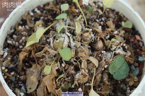 闊葉油點百合9年低調存活共8張圖片 多肉植物
