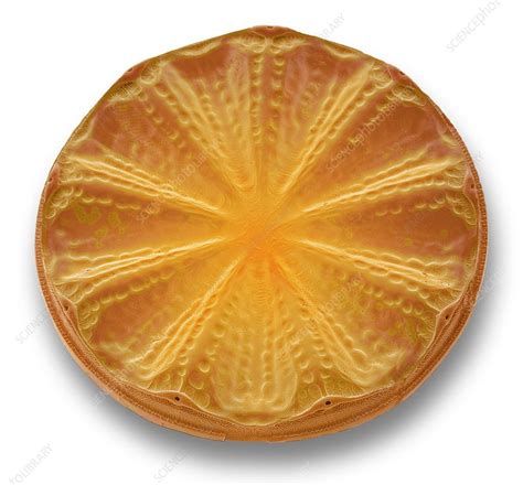 Diatom Sem Stock Image C034 5886 Science Photo Library