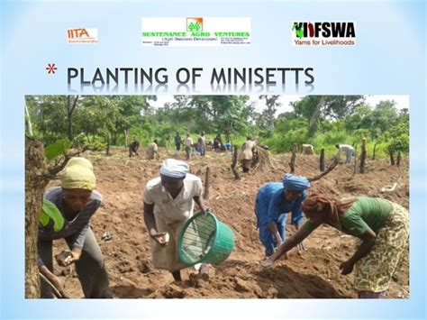 Saves Yiifswa Interventions In Farmer Level Seed Yam Multiplication