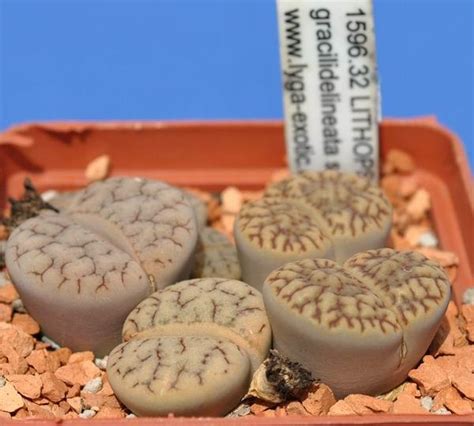 Купить Літопс насіння Lithops Gracilidelineata Ssp Brandbergensis C394