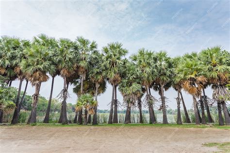 Premium Photo Asian Palmyra Palm Landscape With Sugar Palm Trees