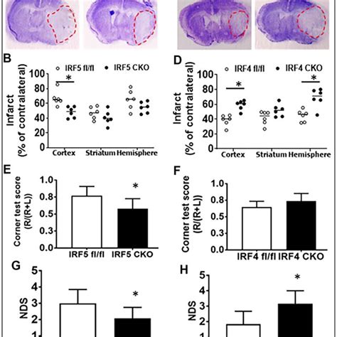 Stroke Outcomes In Aged Irf5 4 Cko And Flox Mice At 3d After Mcao A