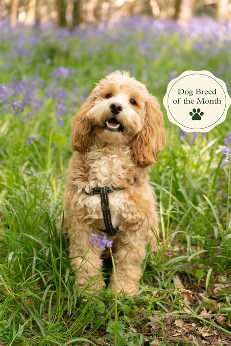 A Cockapoo Breed Of Dog