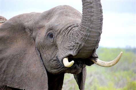 African Elephant Tusks Incisor Teeth