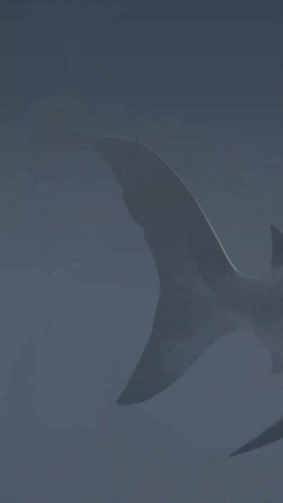 New Jwe2 Dlc Megalodon Release Jurassicworldevolution2 Dinosaur