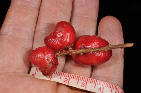 Bhesa Paniculata Celastraceae