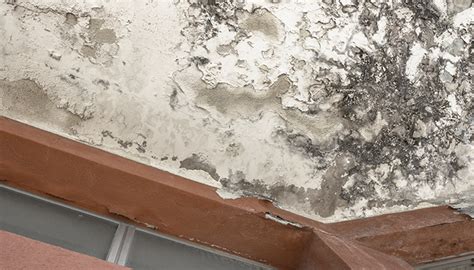 Cómo quitar el olor a humedad Infórmate aquí Sanysec