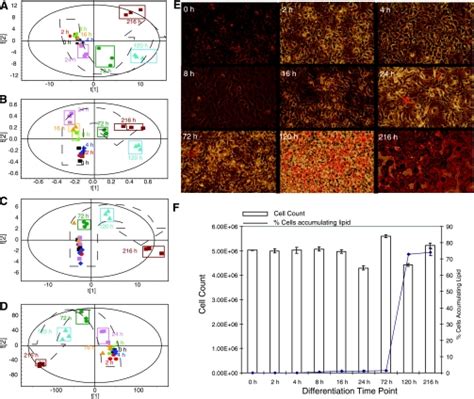 Metabolic Phenotyping Of A Model Of Adipocyte Differentiation Pmc