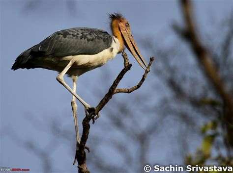Jungles Of Mp Pench National Park In May Team Bhp