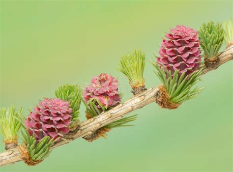 Flor Del Alerce Imagen De Archivo Imagen De Hermoso 39979819