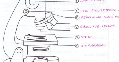 All Saints Online Diagram For Labelling Microscope