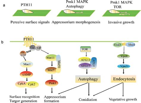 Several Signaling Pathways Involved In Appressorium Formation And
