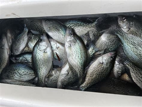 Handi Capped… No Trolling Motor No Electronics This Am