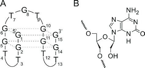 Structure Of Thrombin Binding Aptamer A And Novel Isoguanine Download Scientific Diagram