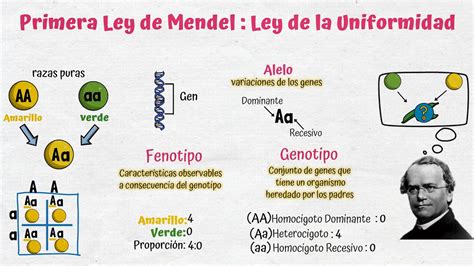 Leyes De Mendel Segunda Ley De Mendel Ley De La Segregaci N Paperblog