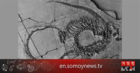 Scientists Unveil 240 Mln Year Old Dragon Fossi