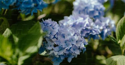 녹색 잎을 가진 파란 꽃 무리 사진 Unsplash의 수국 이미지