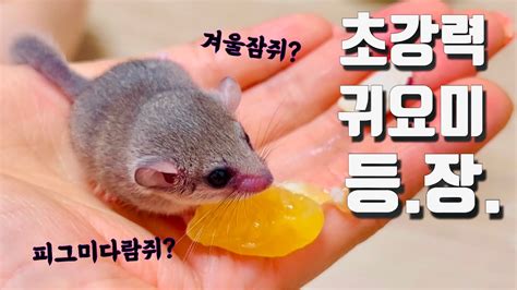 피그미다람쥐 겨울잠쥐 소개영상 사육노하우 먹이 번식 환경 Youtube