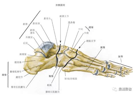足部x线解剖结构图 足部x线解剖图片 伤感说说吧