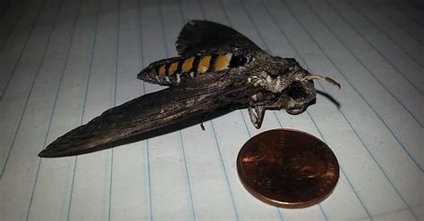 Manduca Quinquemaculata Imgur