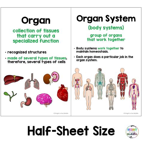 Human Body Systems Anchor Charts Bright In The Middle