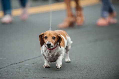 Dachshund Mixes Pupvine