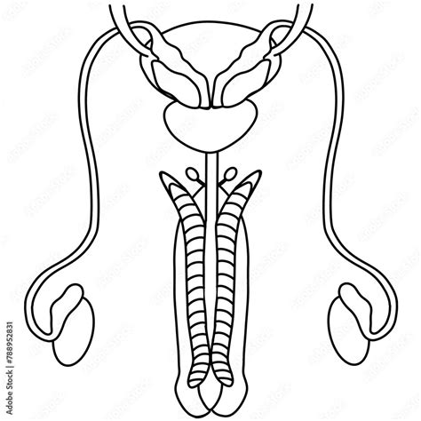 Male Reproductive System Stock Illustration Adobe Stock