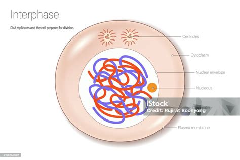 Stages Of Interphase Cell Division For Education Use Cell Cycle Stock Illustration Download