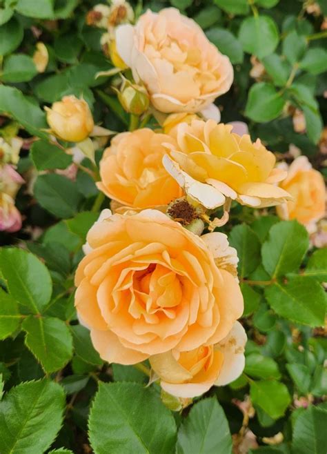 Rose Peach Profusion Pbr 2ft Standard Hello Hello Plants