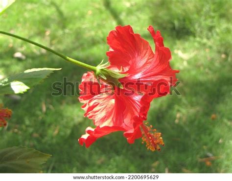 Characteristic Reproductive Structure Angiosperms Popularly Used Stock Photo