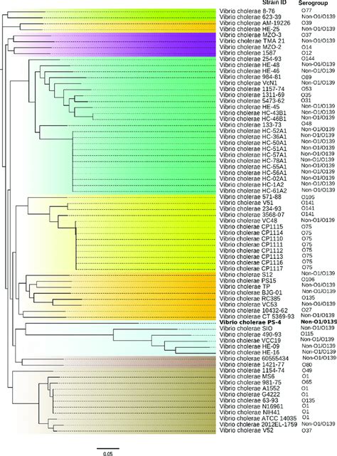 maximum likelihood phylogenetic tree based on genome wide snps