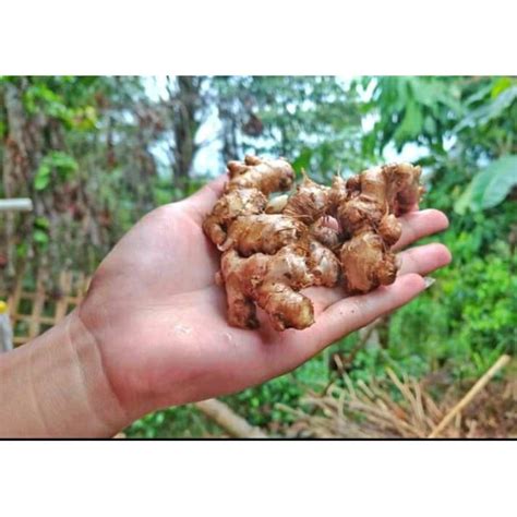 Jual Jahe Emprit Jahe Emprit Segar 500gr Shopee Indonesia