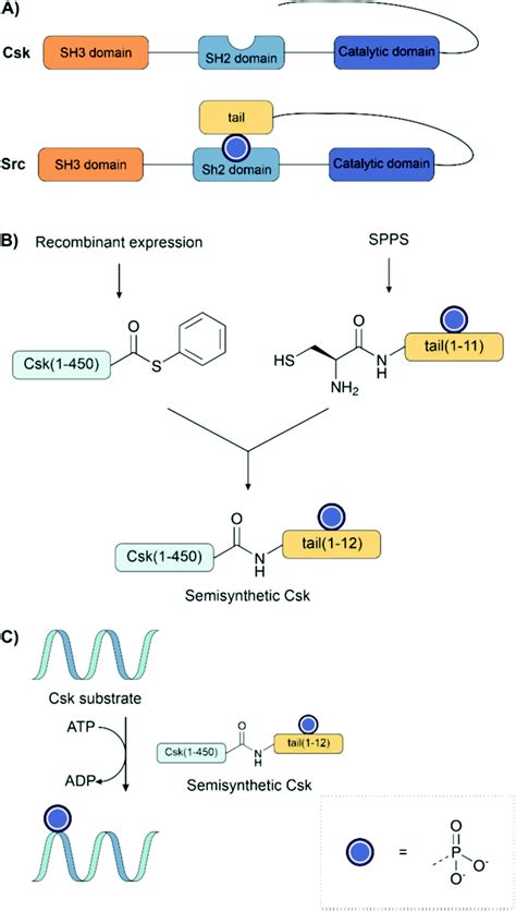 Dissecting The Role Of Protein Phosphorylation A Chemical Biology