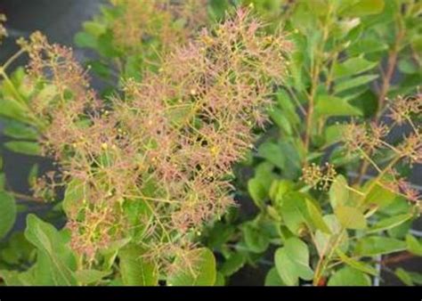 2 X Cotinus Cogg Young Lady® Pruikenboom 40 60 Cm In Pot Bol