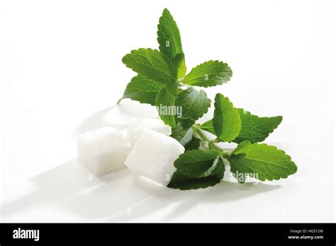 Kaa Hee O Yerba Dulce O Miel Dulce Hoja Stevia Rebaudiana Y Terrones