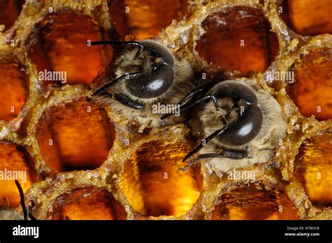 Honey Bee Apis Mellifera Pair Of Drone Males Hatching Out Of Brood