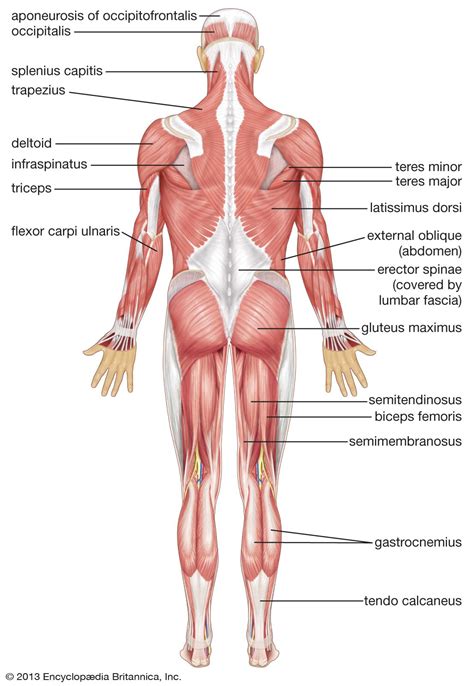 The Muscle System Diagram